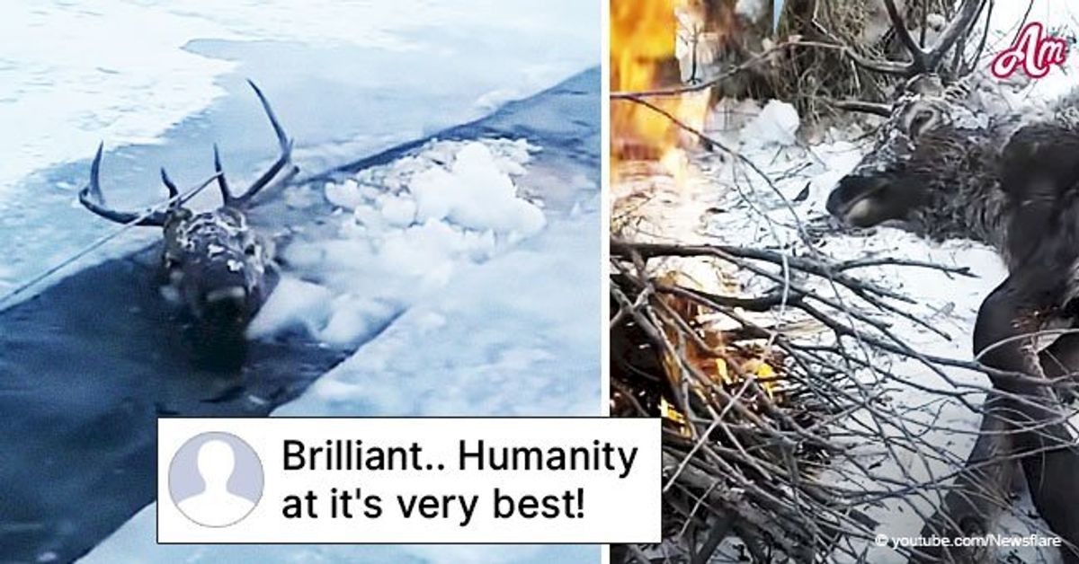 Dramatic moment drowning red deer is saved from a frozen river