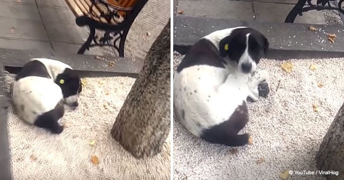 A man finds his lost dog homeless on the streets after 3 years of ...