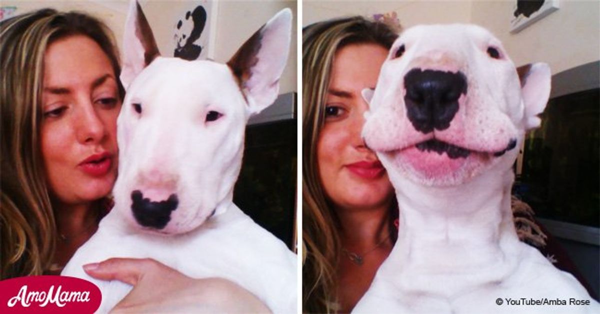 Video shows Bull Terrier 'singing' along to Ed Sheeran's 'Thinking Out ...