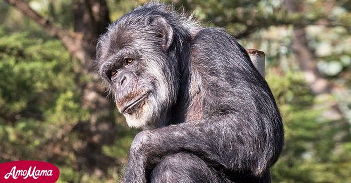 Oldest Male Chimpanzee in North American Zoos Dies in San Francisco at 63