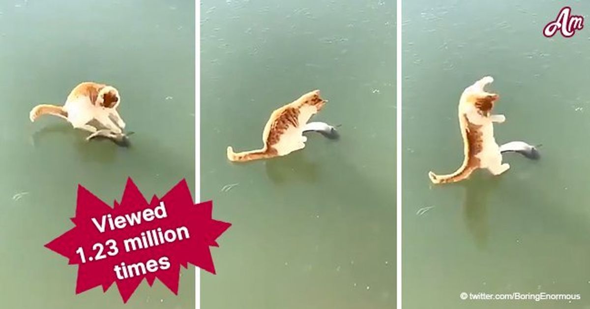 Cat's clumsy attempts to get dead fish from under frozen lake goes viral