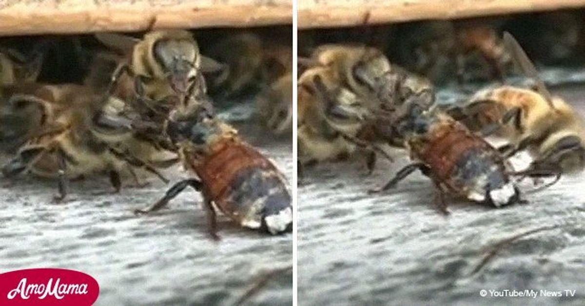 Several bees came together to help another bee survive after falling ...