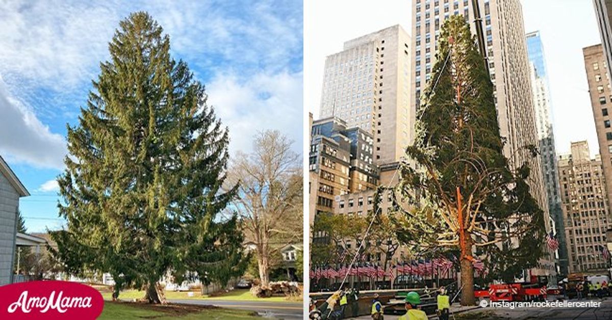 Rockefeller Center Christmas Tree Seen Supplemented with Extra Branches ...