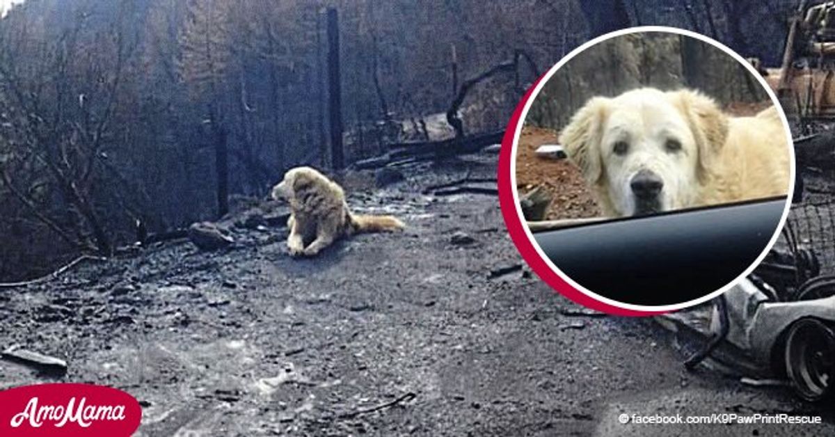 Mournful dog waits at burned house a month after deadly Camp Fire for ...