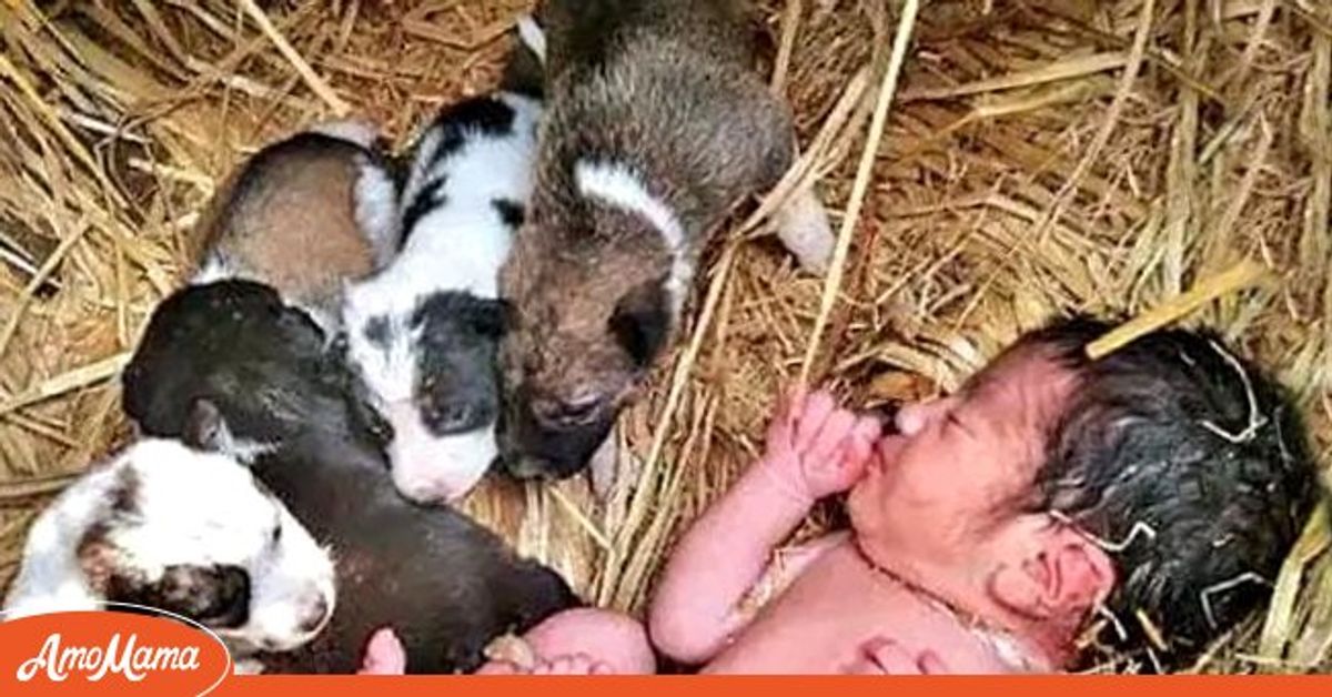 Abandoned Newborn Found in a Field, Locals Claim Stray Dogs Saved Her