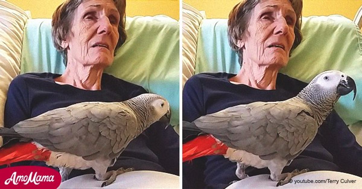 Parrot emotionally 'grieves' for dying owner and hears her last words ...