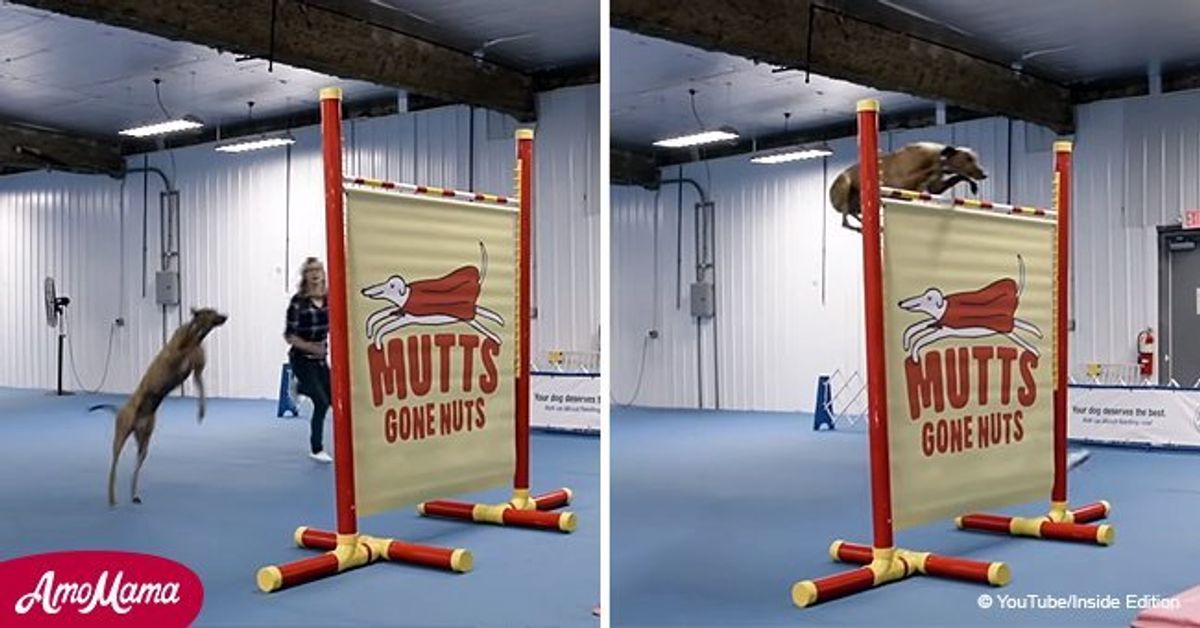 Dog jumped an insanely tall obstacle breaking the Guinness World Record ...