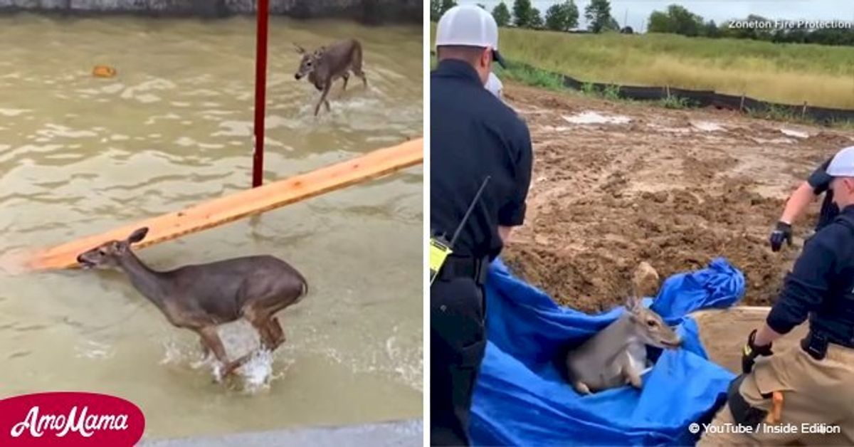 Tense video of 2 deer found trapped in a flooded basement after a rainstorm