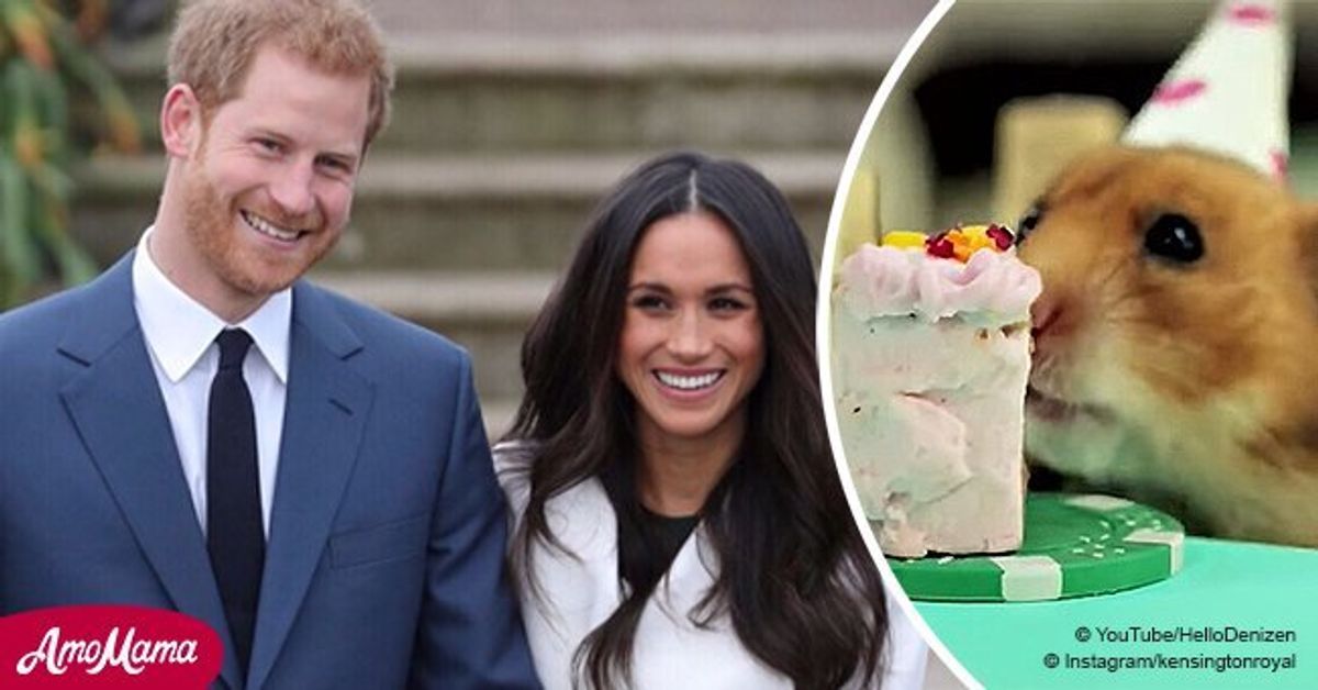 Prince Harry compared to a hamster in bitter birthday message from ...