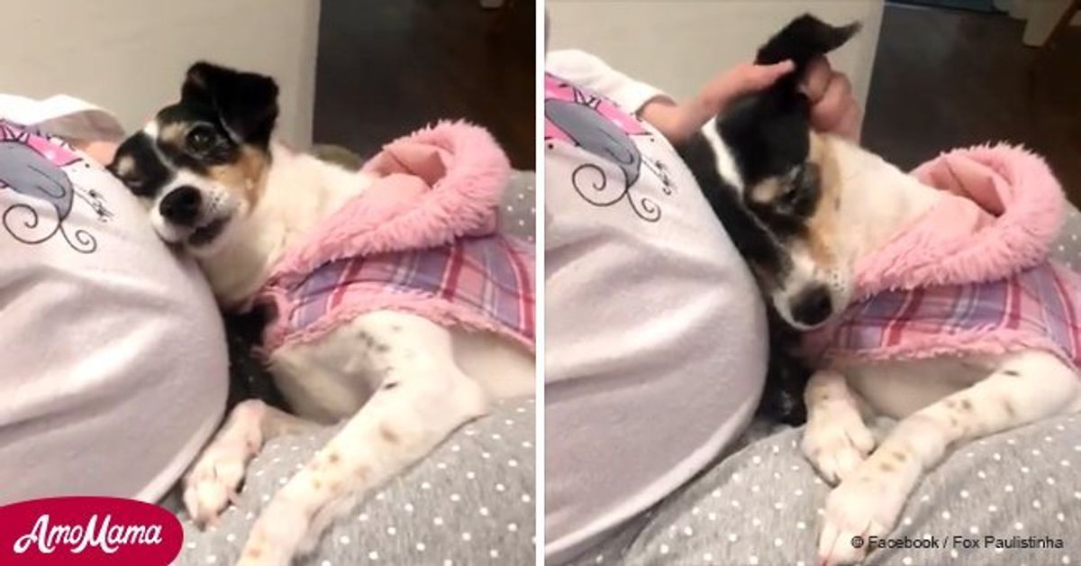 Dog demonstrates her love for unborn baby and it so cute you could ...