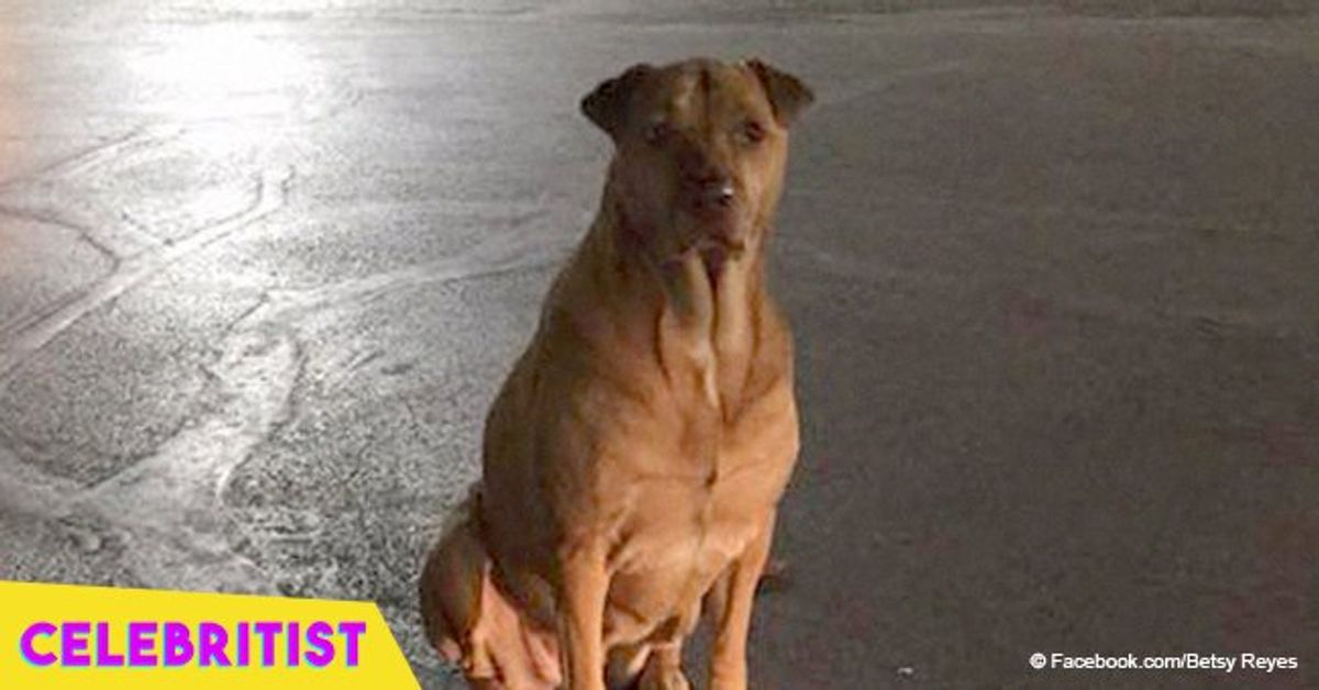 Dog pulls off scam by pretending to be a stray to get her favorite food ...