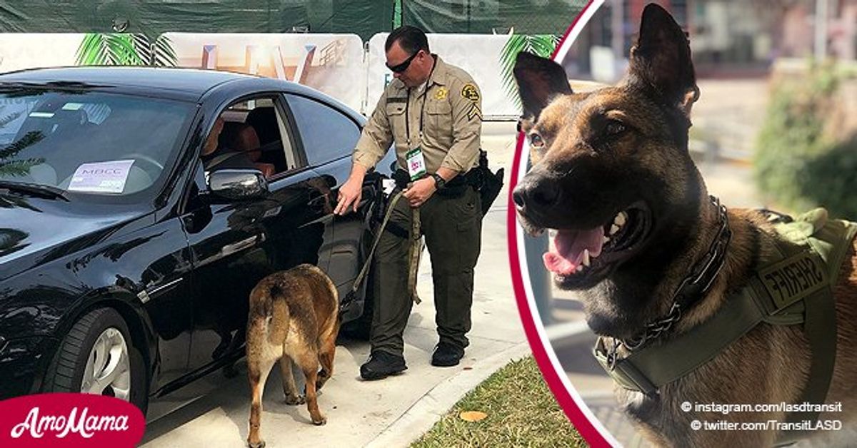 Los Angeles Police Dog Helps to Save Many Lives This Week — Meet Kota
