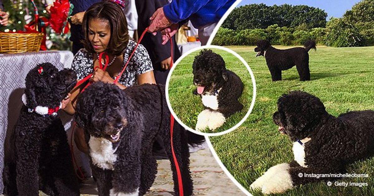 Michelle Obama Shows off Her Cute Black and White Pet Dogs BO and Sunny