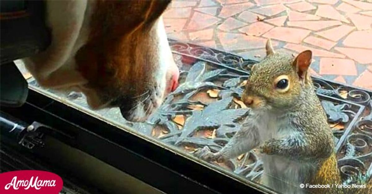 Squirrel returns to family who rescued her eight years ago with a ...