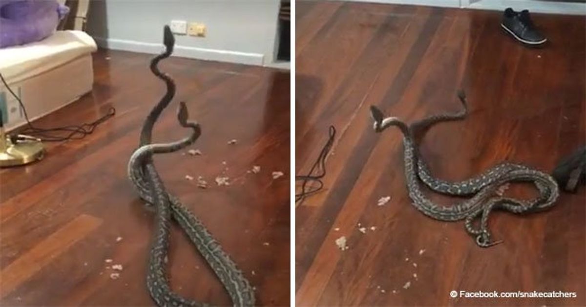 Two large snakes caught fighting on camera after falling through ...