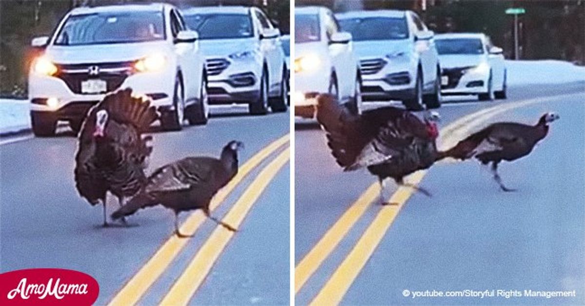 Gallant Turkey Stops Traffic Until All of His Friends Safely Cross the Road