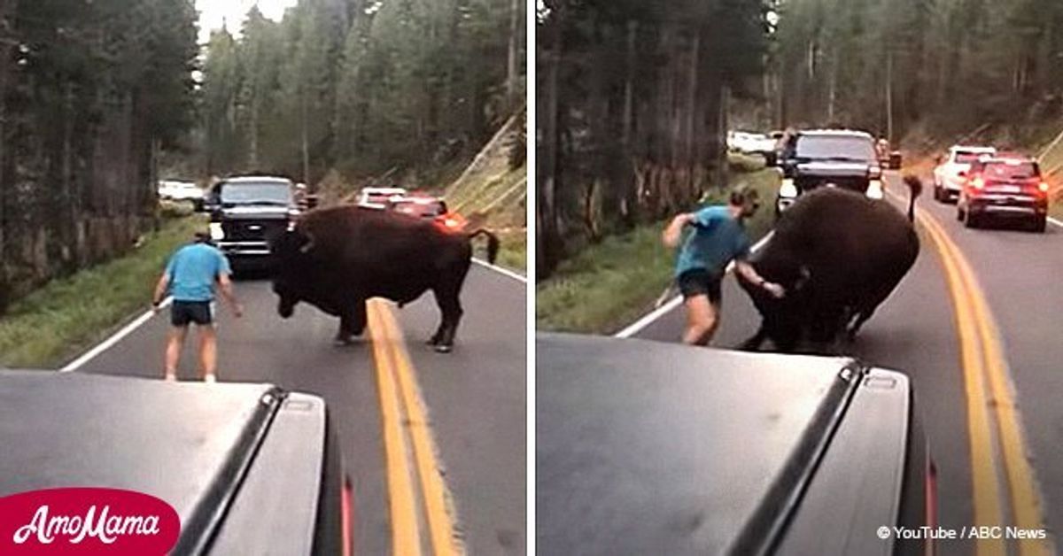 Man rudely taunts bison in Yellowstone National Park