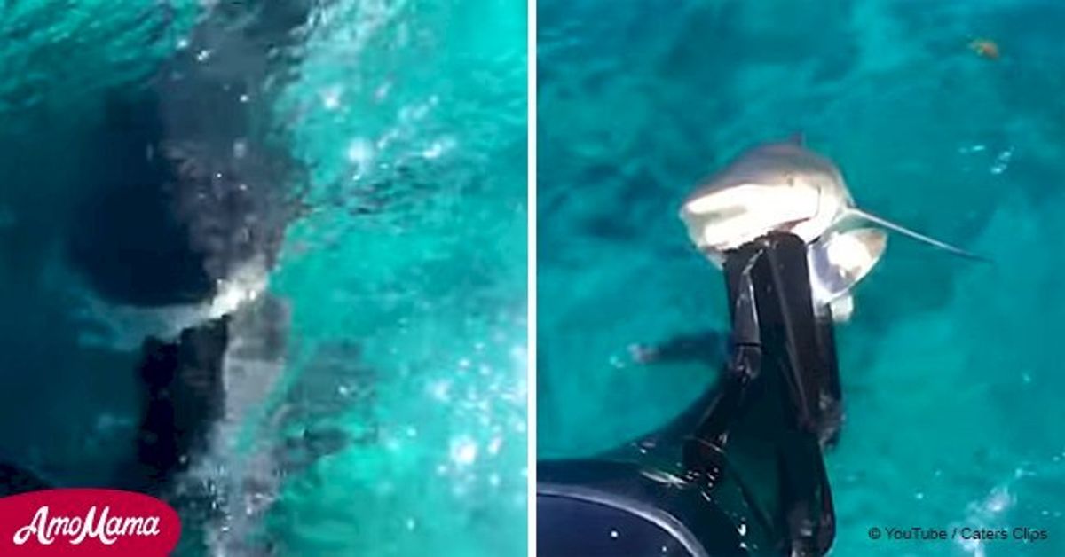 Shark attempts to eat the engine of a boat and the fisherman's video ...