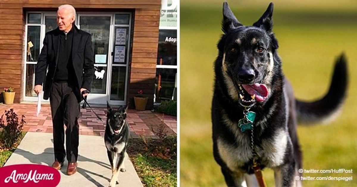 Presidential Dog Major Set to Return to White House after He Was Sent ...