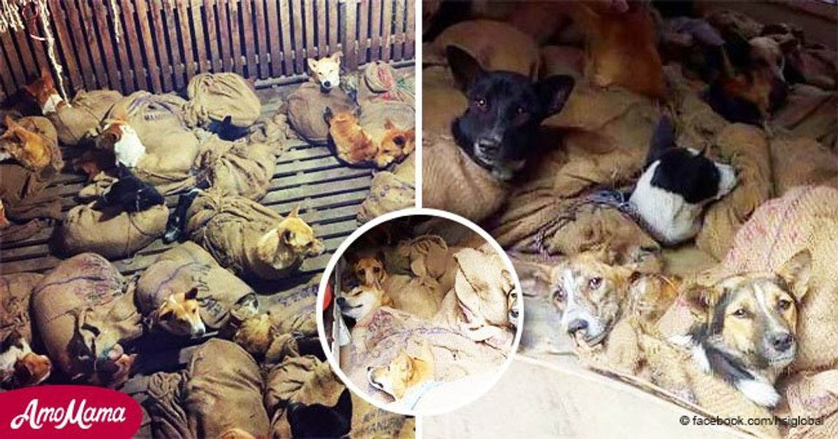 Petrified dogs bound in sacks rescued just before they were sold at the ...