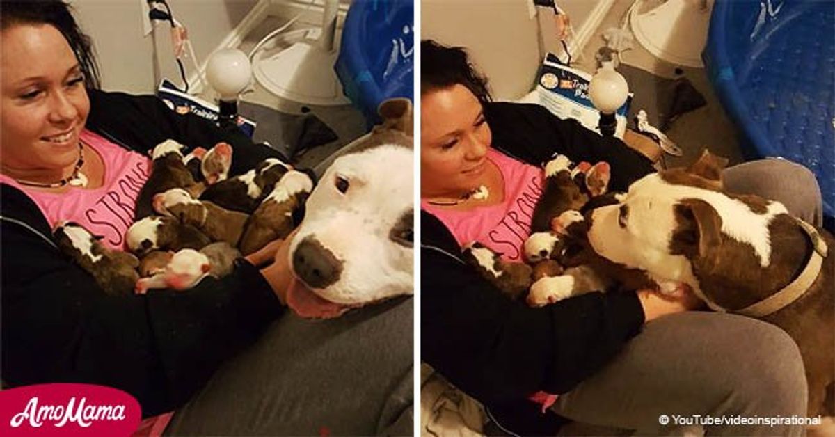 Dog gives birth to 11 puppies, gently places them in foster mom's hands ...