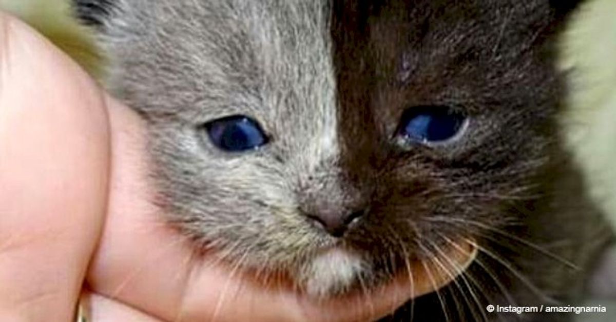 Rare kitten with 'two faces' turned into the most beautiful cat that ...