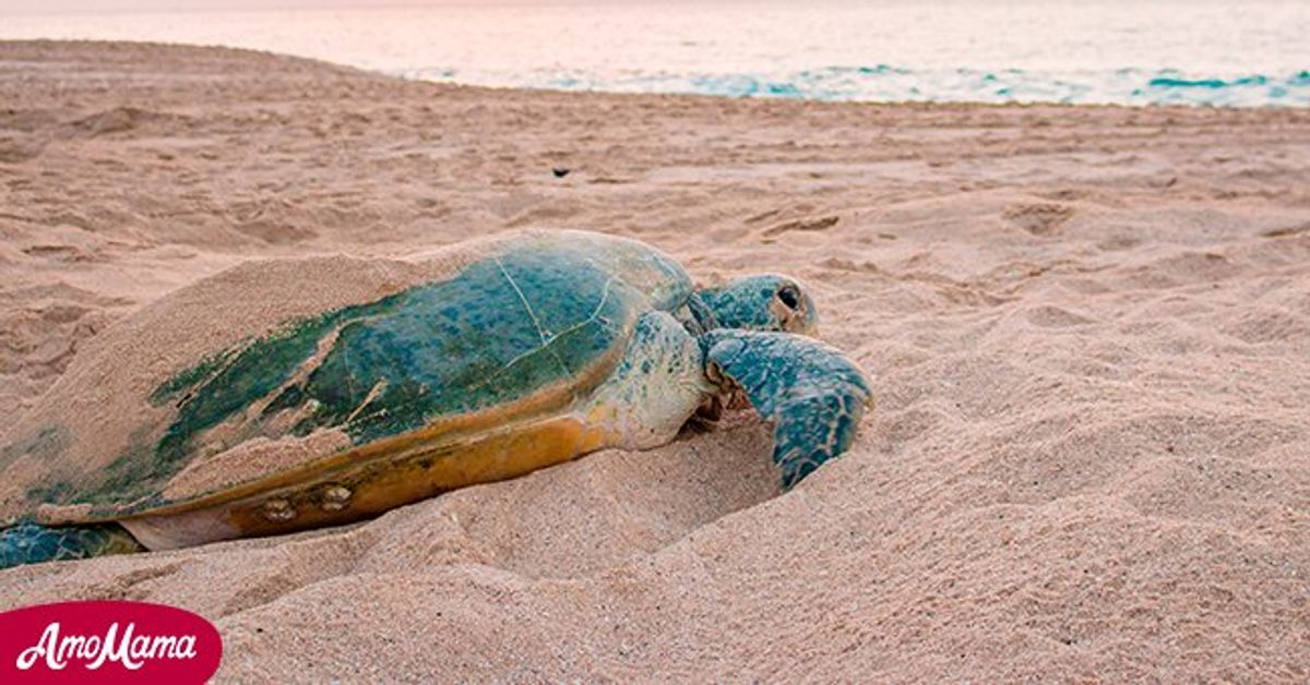 People Start Riding on Sea Turtle While She Attempts to Lay Her Eggs on ...