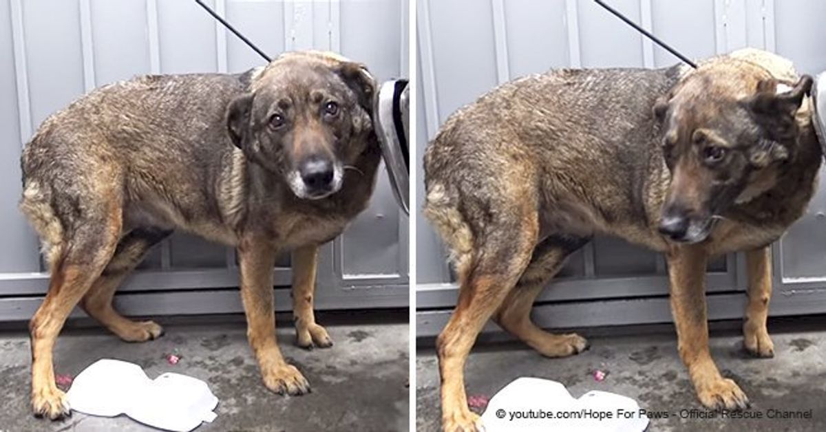 Traumatized dog cried like a human when rescued, and then made an ...