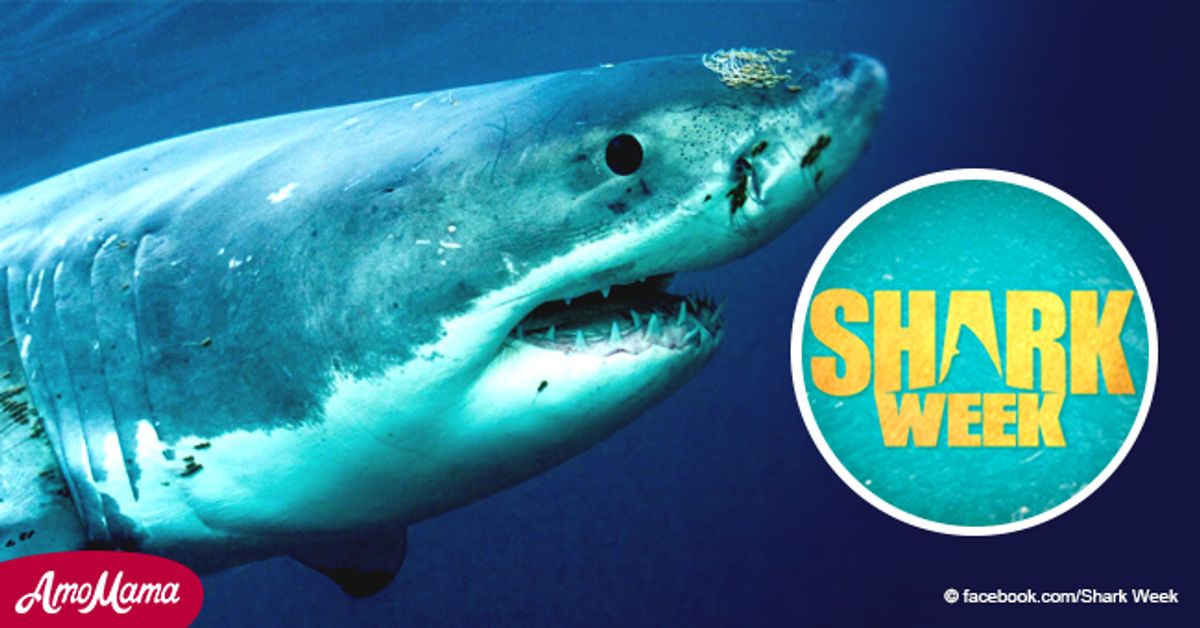 Schedule for 'Shark Week' 2019 Is Finally Here