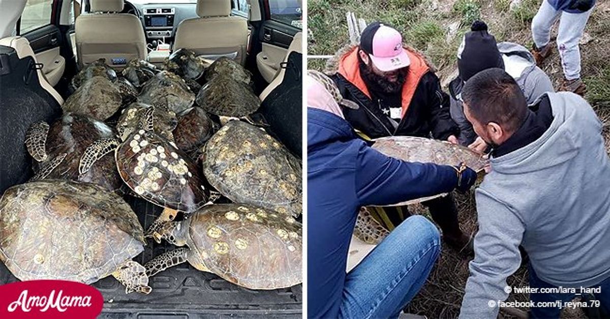 People Join Efforts to Saves Lives of Cold-Stunned Sea Turtles from the ...