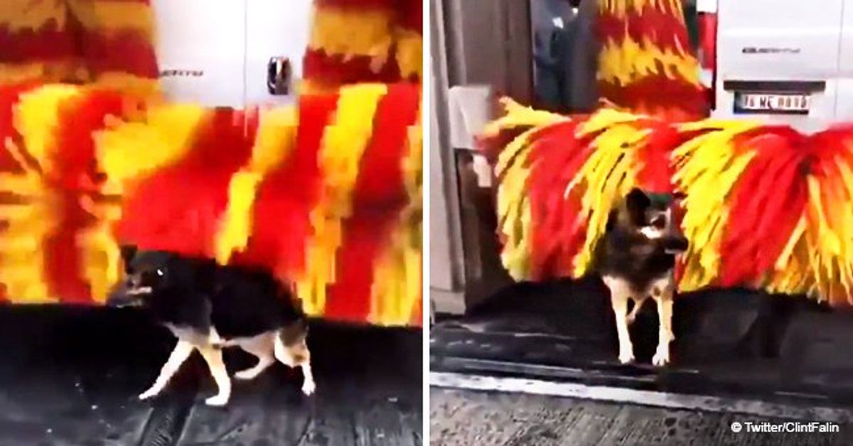 Stray dog comes to car wash every day to use her own personal 'petting ...