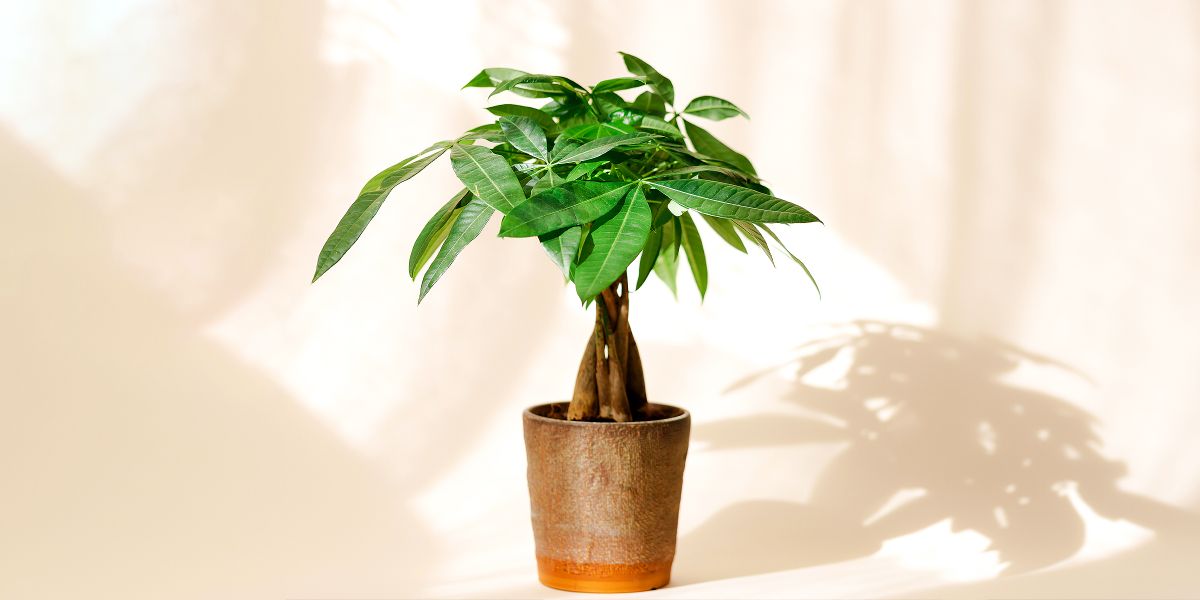 How to Care for Your Money Tree — Key Tips to Keep in Mind