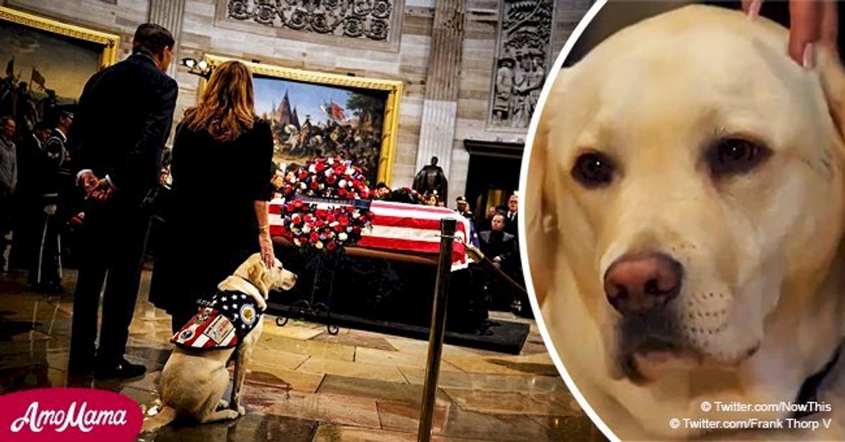 George H.W. Bush’s dog Sully captured on video mourning near his casket ...