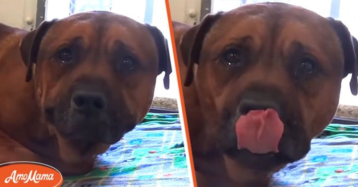 Devastated Dog Starts Crying after Realizing He's Been Abandoned at a ...