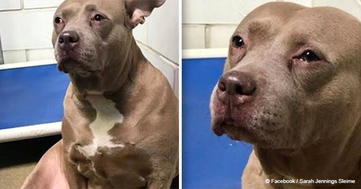 Sad pitbull cries for puppies that aren't with her anymore at the ...