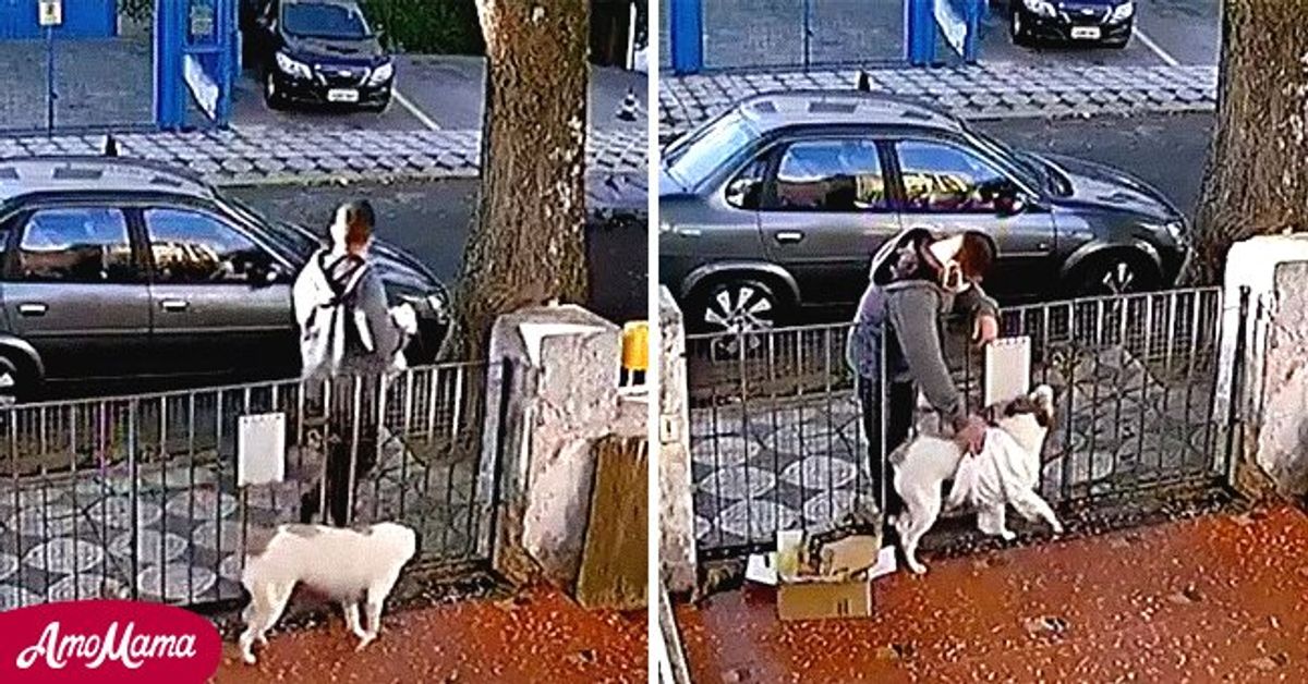 Man Pets a Stranger's Dog and Makes Unexpected Move