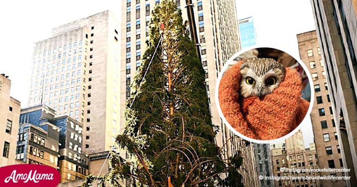 People Argue an Owl Rescued from Rockefeller Center Christmas Tree Was ...
