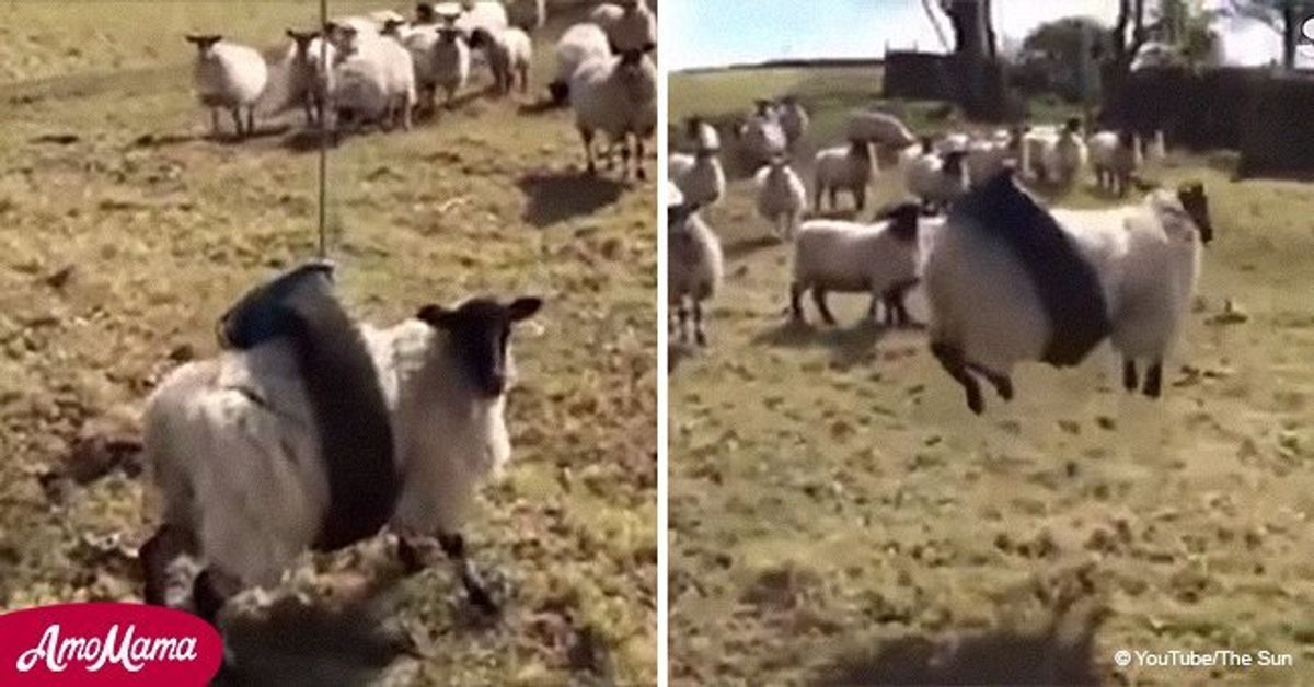 See the 'swinging sheep' video that has internet users divided