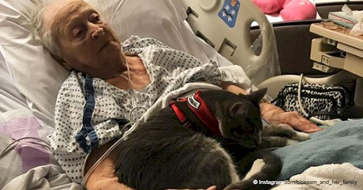 Blind cat with neurological condition helps 88-year-old grandmother ...