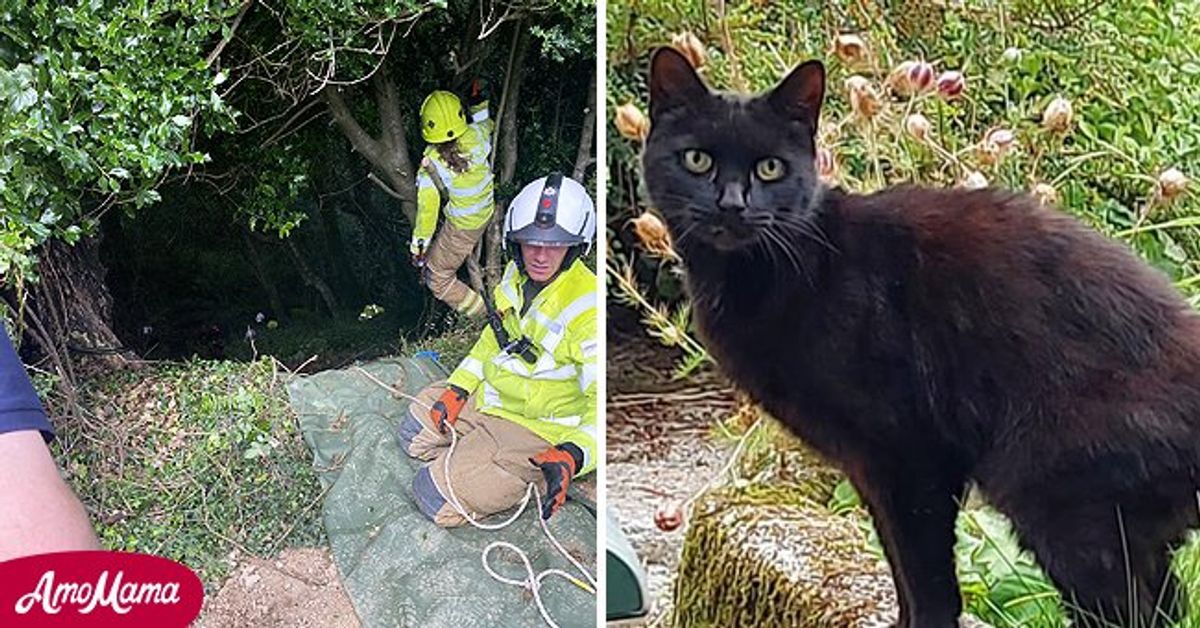 Cat Meows Persistently and Saves Its 83-Year-Old Owner from Death