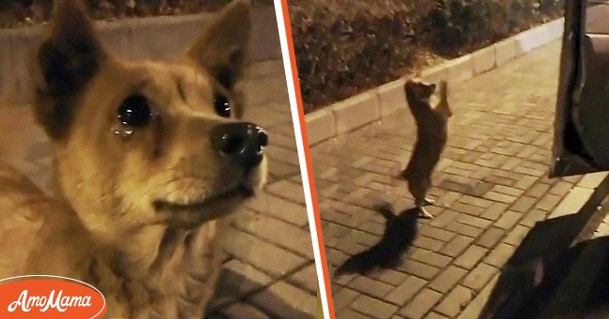 Little Dog 'Cries with Joy' after Stranger Feeds It on the Streets