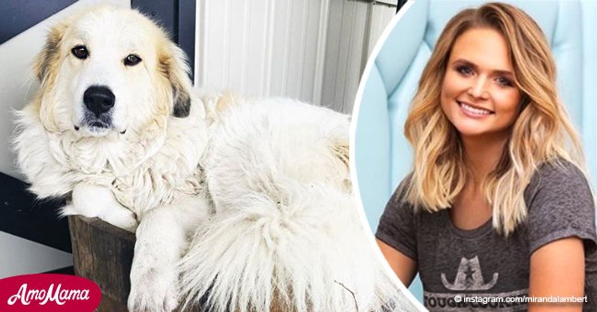 Miranda Lambert Uses Dog Pic to Encourage Fans to Love Shelter Pets ...