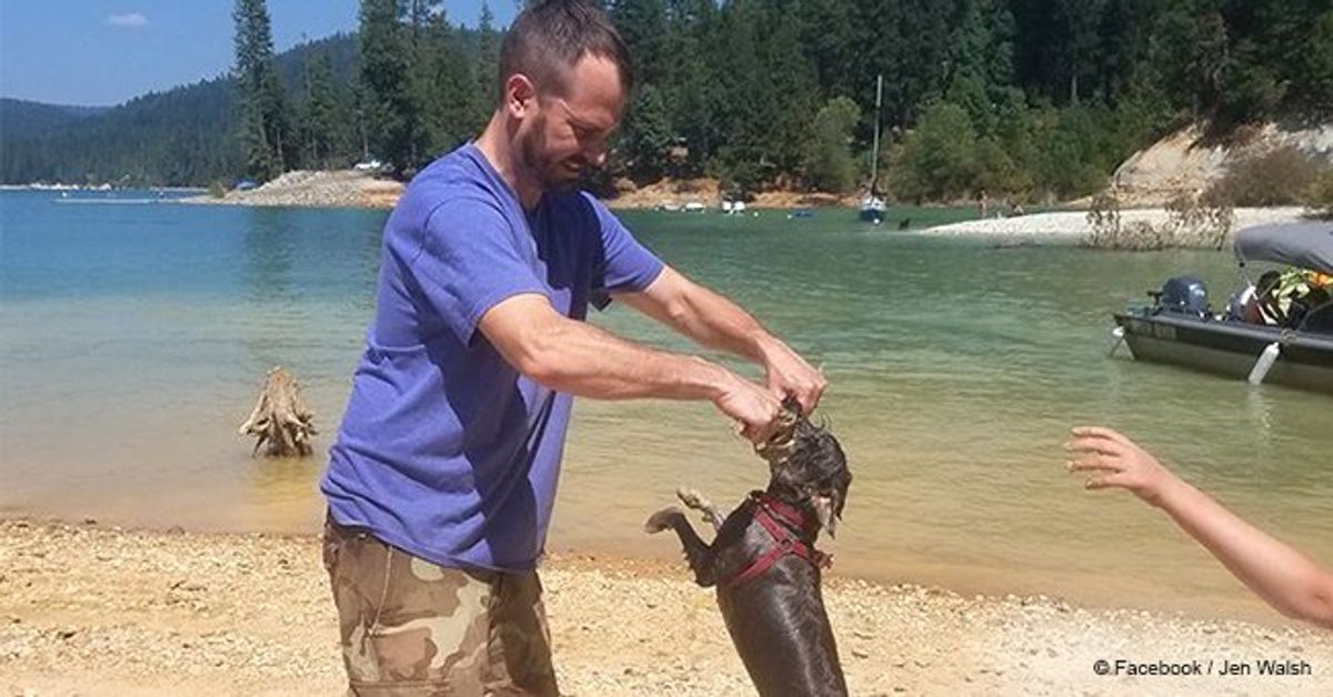 Dog dies after playing ordinary game with owner