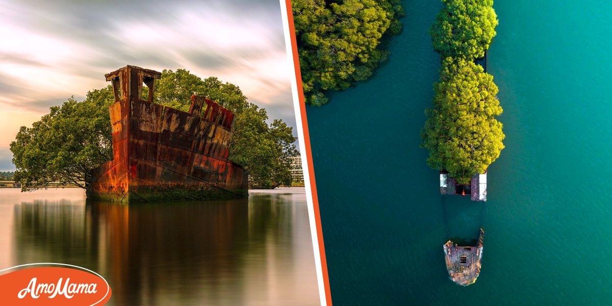 Rusty 111-Year-Old Ship Turns into Spectacular Floating Forest after ...
