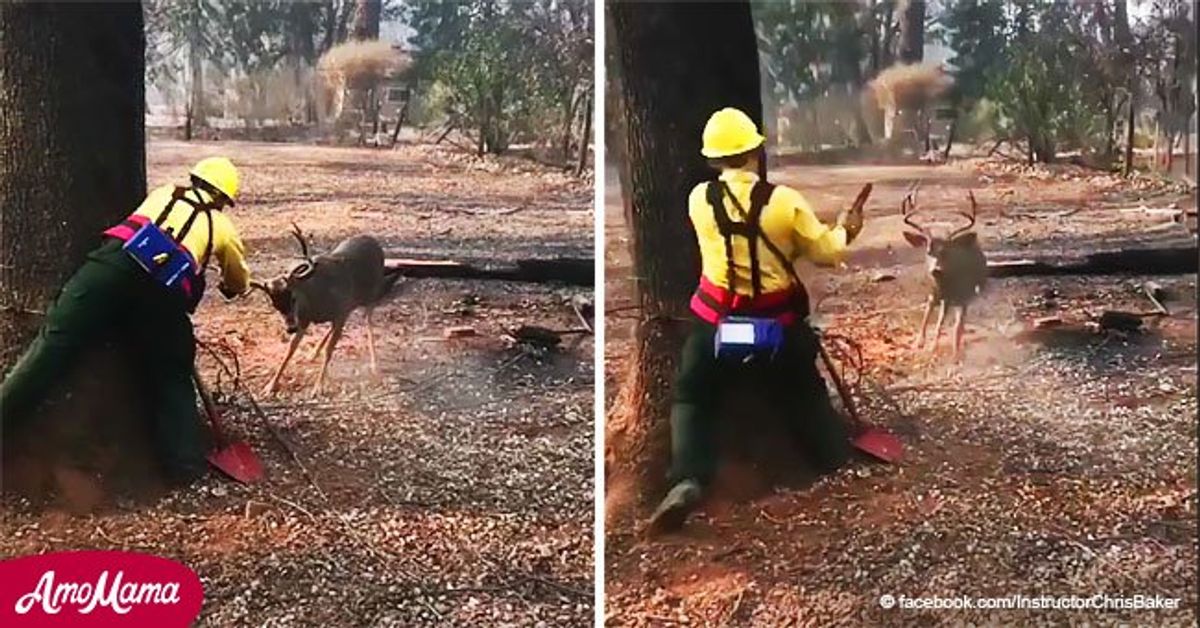 Firefighters rescue struggling deer caught in power line during raging ...