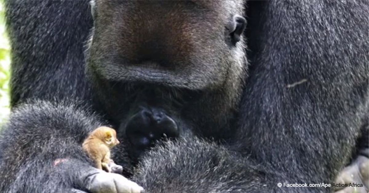 Giant Gorilla Gently Cuddles A Tiny Bushbaby In This Sweet Video