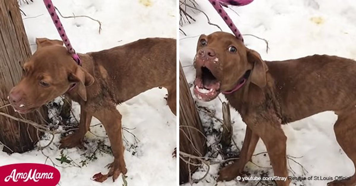 Miracle survivor: puppy abandoned in the freezing snow begs rescuers ...