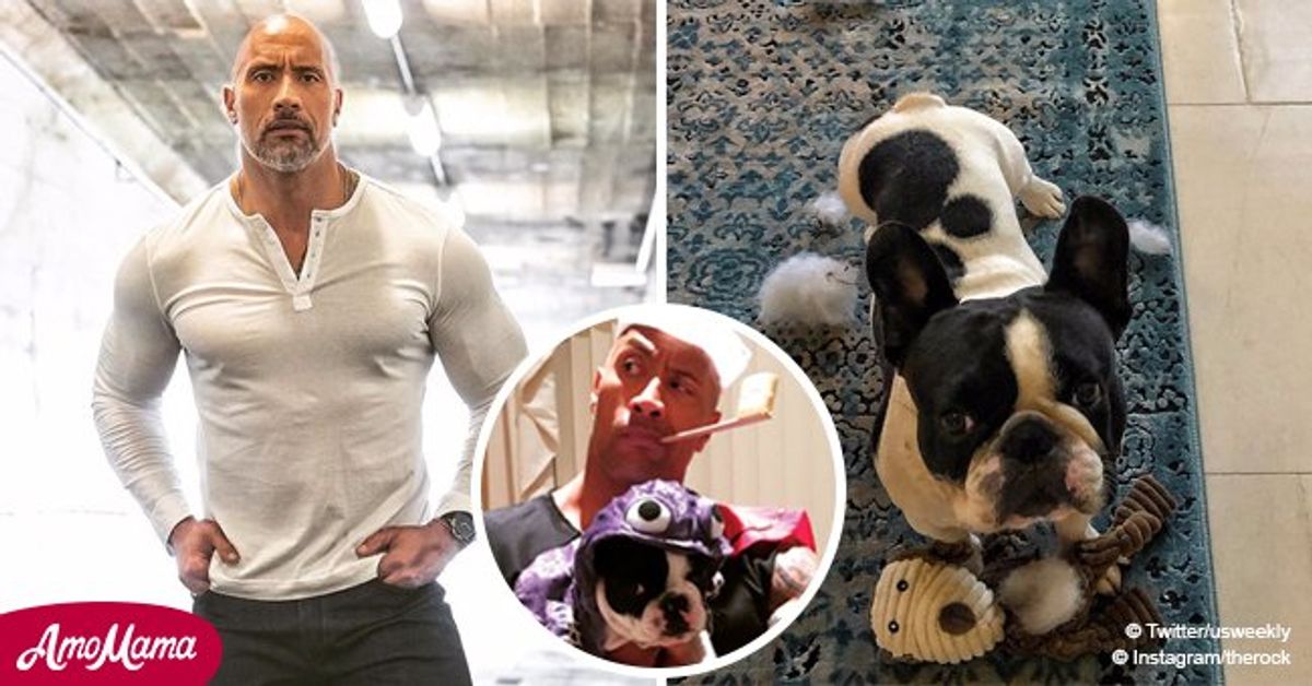 Remember Dwayne Johnson wearing a costume to match his dog on Halloween ...