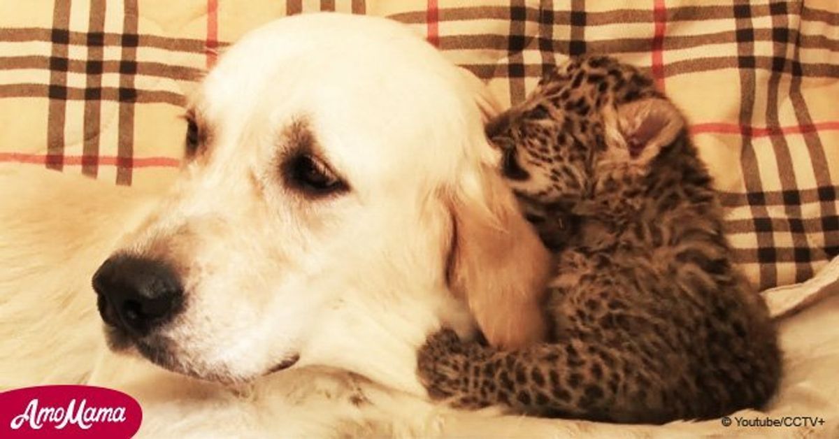 Golden Retriever 'adopted' endangered leopard cub