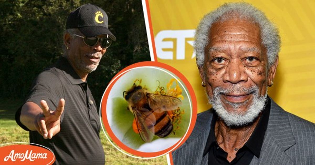 Morgan Freeman Transformed 124-Acre Ranch into Bee Sanctuary & Feeds ...